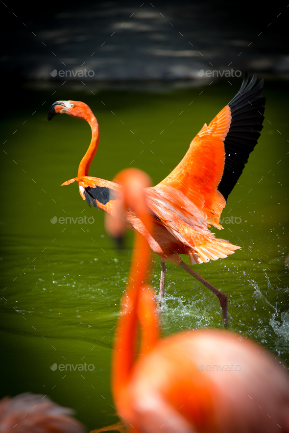 Flamingo in Flight Stock Photo by naokawa | PhotoDune