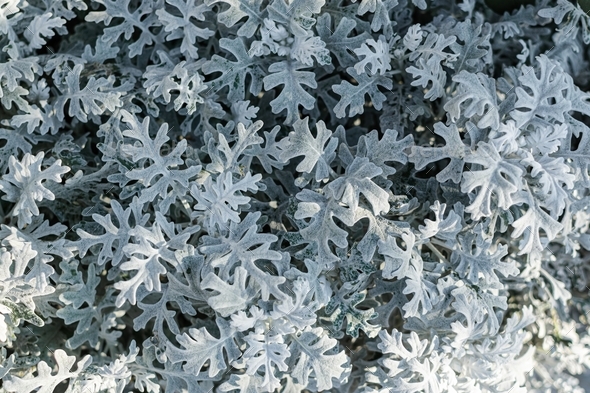 Krestovnik ashen or Jacobea primorskaya lat. Jacobaea maritima top view ...