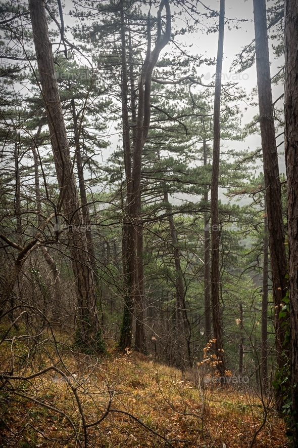 Tall pine trees are a green background of slender tree trunks. A cloudy ...