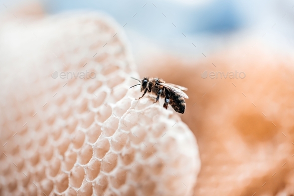 insects close-up, one bee on a honeycomb. summer honey. texture texture ...
