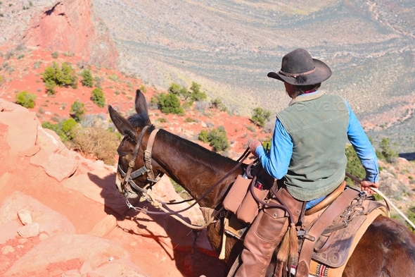 Cowboy man riding mule in grand canyon outdoor adventure travel Stock ...