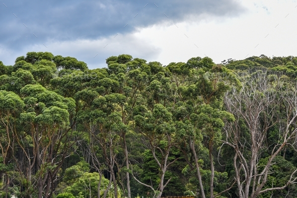 Windblown trees at Murramarang National Park, foreshadow a rainstorm ...