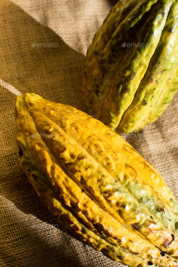 Large Criollo cocoa pods. Premium quality cocoa. Yellow and grooved ...