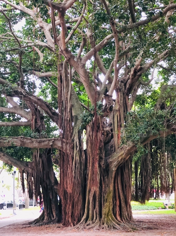 A very old banyan tree in a public park. Stock Photo by Mrskiac | PhotoDune