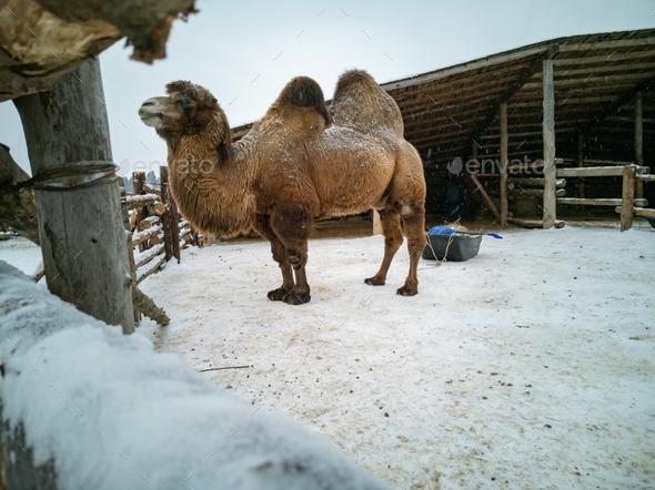 a two-humped camel stands in an aviary in the winter in the snow Stock ...