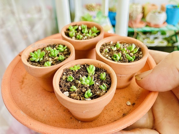 Gardening, growing succulents from cuttings, Portulaca gilliesii ...