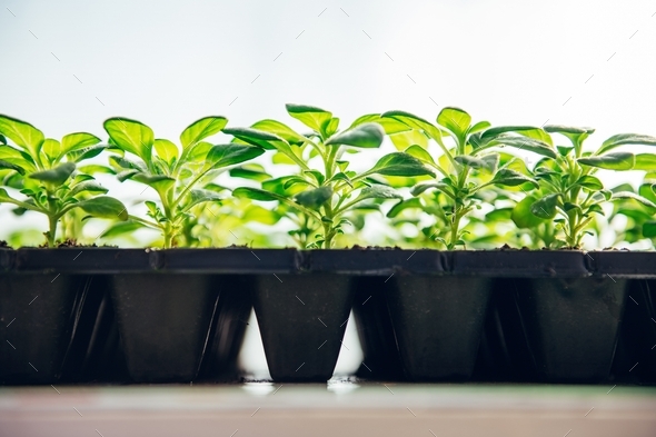 Fresh green petunia seedlings growing in sprout container with ...