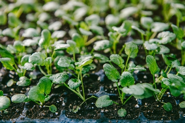 Viola flower (pansies) fresh green seedlings in sprout container with ...