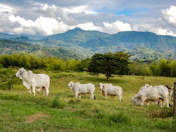 Several Brahma bulls on a farm with a scenic mountain landscape. Stock ...