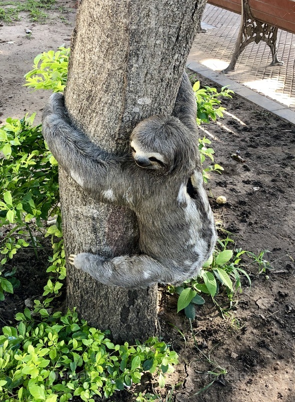 Sloth climbing a tree in the wild Stock Photo by cre8tive_pixels ...