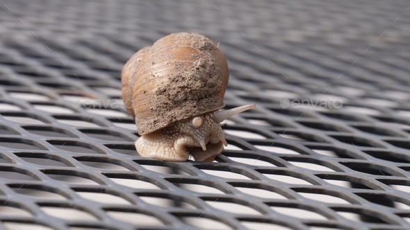 Slug on the metal table Stock Photo by 01Rasti | PhotoDune