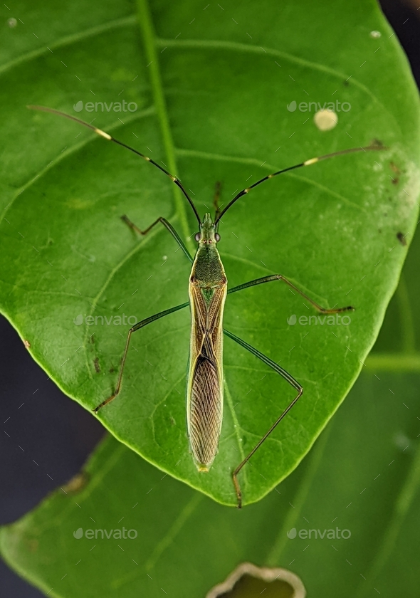 Leptocorisa oratoria, the rice ear bug, is an insect from the family ...