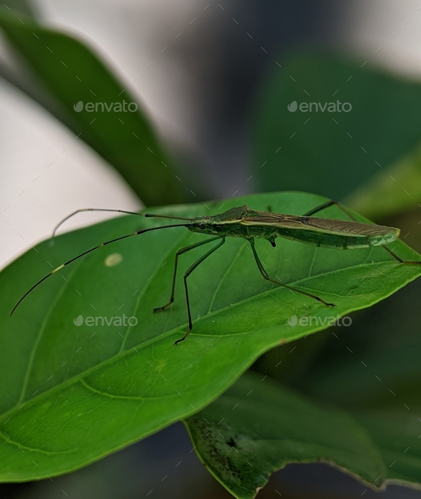 Leptocorisa oratoria, the rice ear bug, is an insect from the family ...