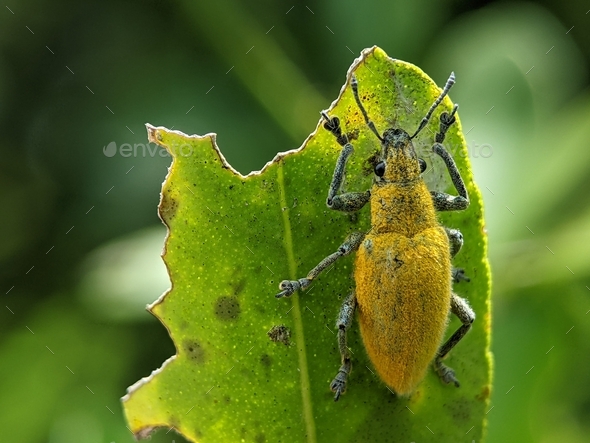 Yellow weevil on a green leaf. Weevil, a tiny beetle that does enormous ...