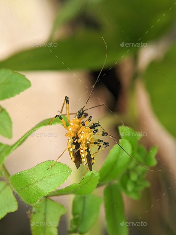 Assassin bug (Harpactorinae) mating on a green leaf with blur background. Stock Photo by Azrin90