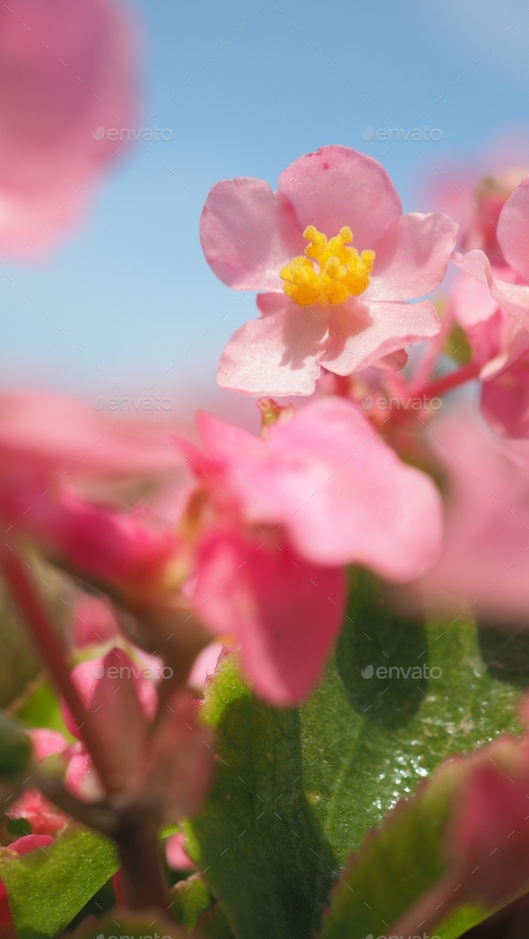 Begonia flowers and blue sky in Hokkaido Furano province of Japan ...