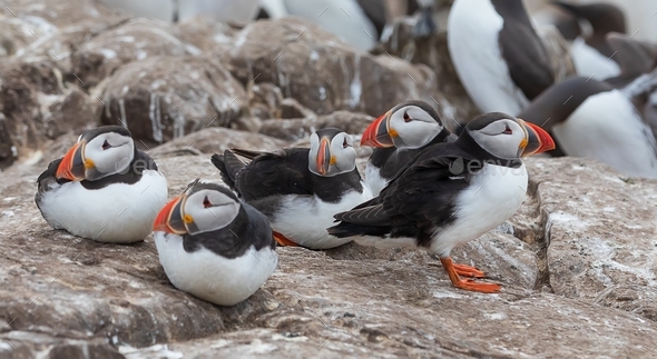 a flock of atlantic puffin during the breading season on the Farne ...