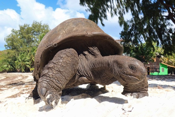 Giant tortoise crawling on a white sand beach in its natural habitat ...