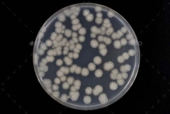 Bacterial colonies grown on agar plate (Bacillus subtilis) Stock Photo by Buntan2019