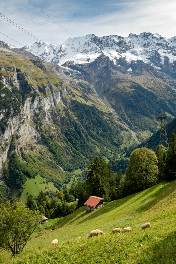 Sheep in Swiss countryside. Lauterbrunnen valley Stock Photo by Lav_ju