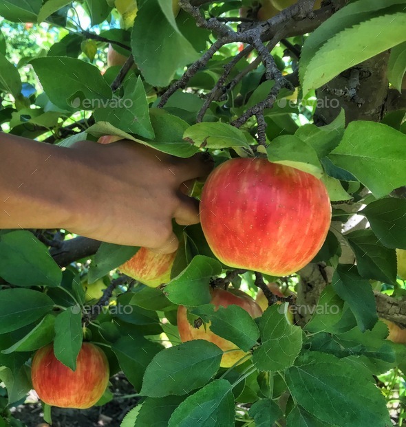 Close up of mixed race hand picking an apple Stock Photo by wendyp23