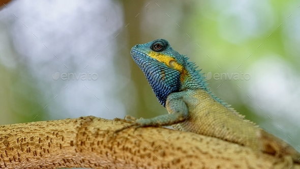 Little gecko’s laying on the branch of tree under sunlight Stock Photo ...