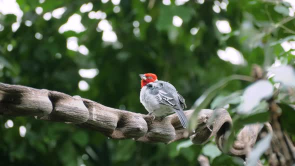 Close up shot of red-cowled cardinal (Paroaria dominicana) sitting on ...