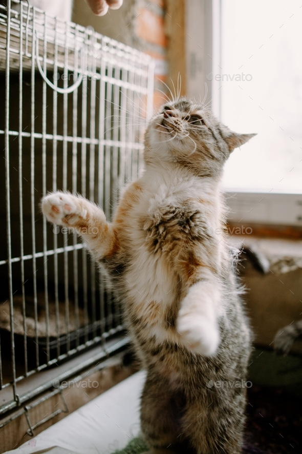 Cat in shelter, helping animals, charity, philanthropy Stock Photo by ...