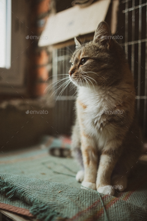 Cat in shelter, helping animals, charity, philanthropy Stock Photo by ...
