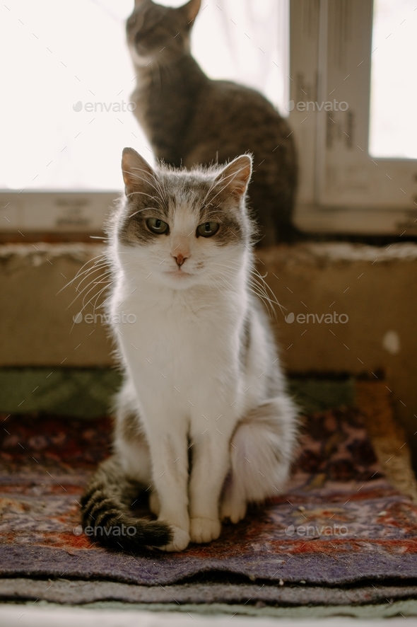 sad cat in shelter, helping animals, homeless cute cat portrait Stock ...