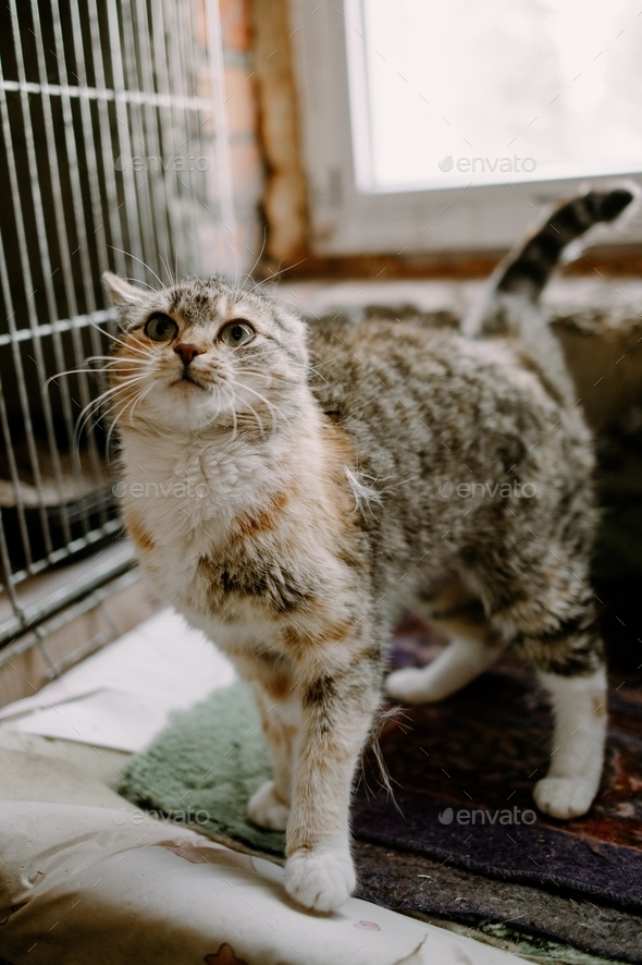 funny cat in shelter, helping animals, charity, philanthropy, cute cat ...