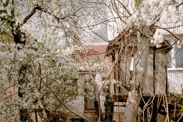 spring backyard with bloomed trees and house on a tree Stock Photo by ...