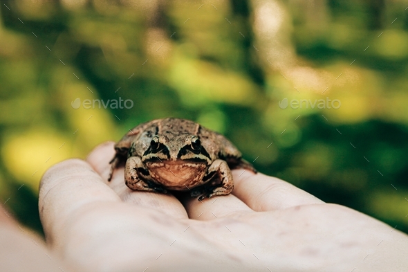 frog on a human hand Stock Photo by Tina_Kabani | PhotoDune