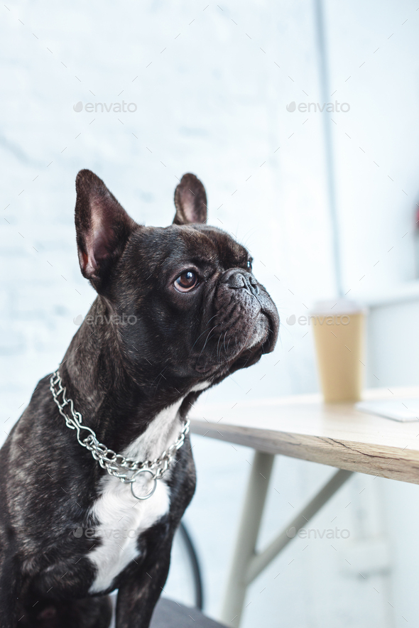 Black Frenchie sitting on chair by table Stock Photo by LightFieldStudios