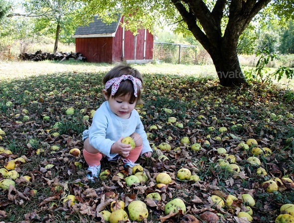 Fallen apples Stock Photo by amyengelsman | PhotoDune