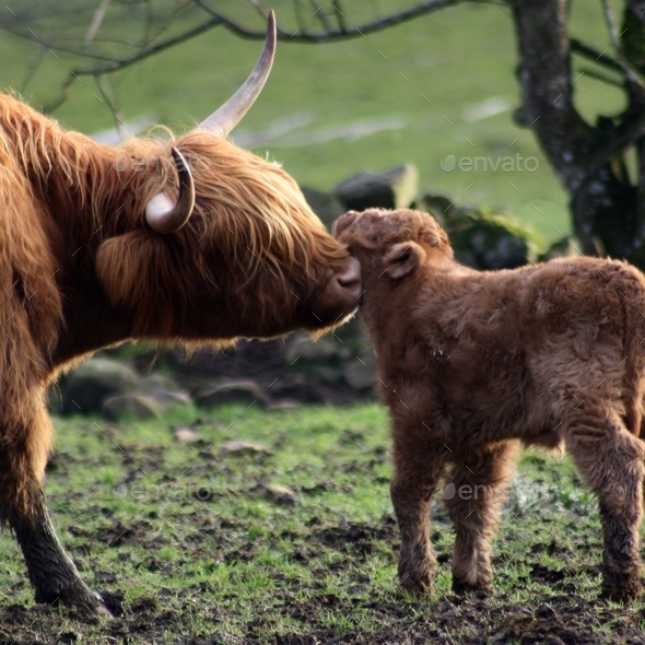 Highland cattle cow with her newborn little calf, pampering, caring ...