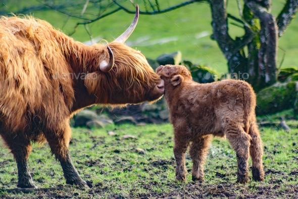 Highland cattle cow with her newborn little calf, pampering, caring ...
