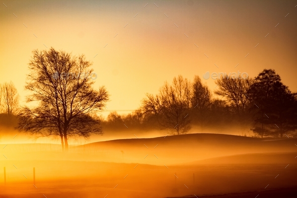 Tree in foggy veils in sunrise at golf course, magic fairy tale ...