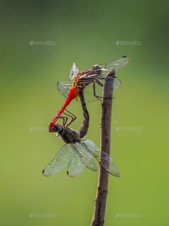 dragonfly mating Stock Photo by endraagust | PhotoDune