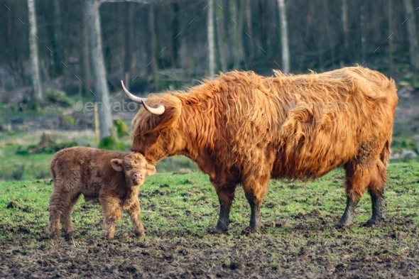 Highland cattle cow with her newborn little calf, pampering, caring ...
