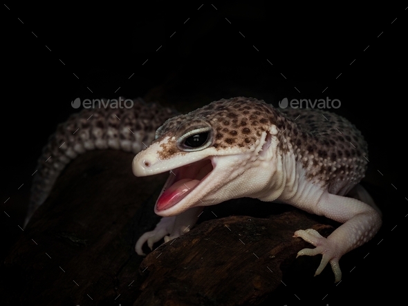 max snow leopard gecko Stock Photo by endraagust | PhotoDune