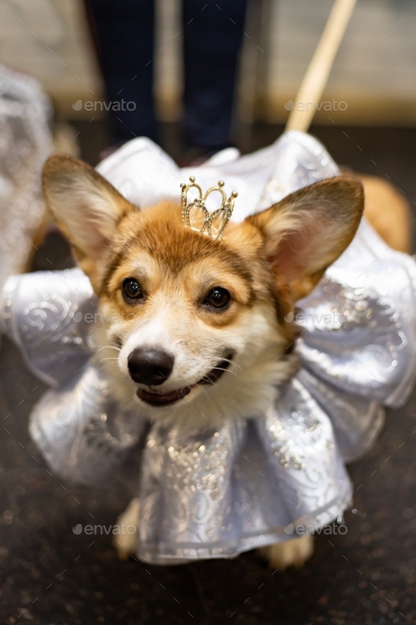 a black-and-red corgi dog with a crown on its head and a royal collar ...