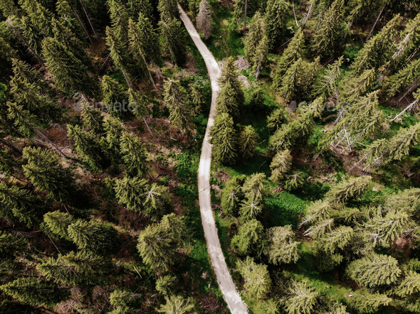 Curvy pathway road into the woods Stock Photo by Madfusion | PhotoDune