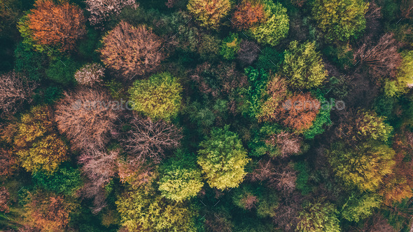 Colorful trees from bird eye view Stock Photo by Madfusion | PhotoDune