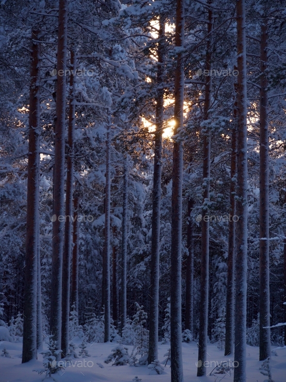 Swedish Lapland forest in winter, Stock Photo by bodan22 | PhotoDune
