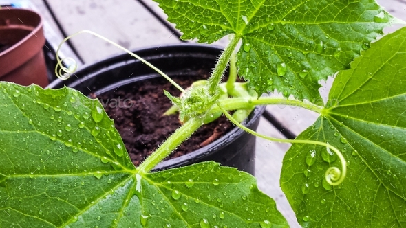 new cucumber plant with water drops Stock Photo by bodan22 | PhotoDune
