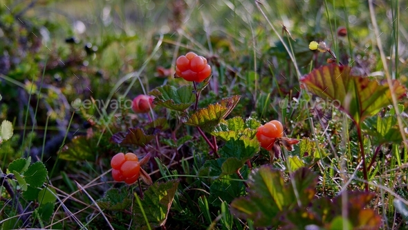 Cloudberry in Swedish lapland Stock Photo by bodan22 | PhotoDune