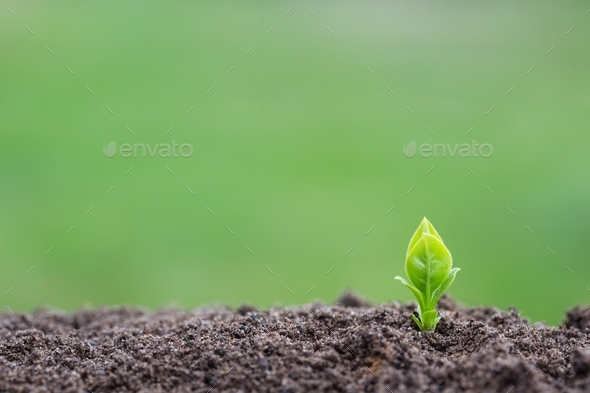 plant sprout in ground on green background. Stock Photo by _Natalya