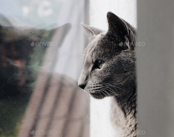 The cat sits on a window sill and looks out of the window. Focus ...