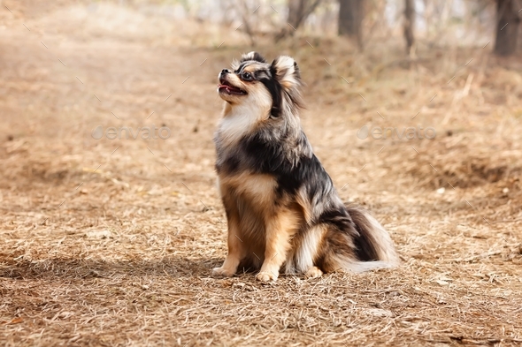 Portrait of nice spitz with merle color. Stock Photo by OlgaGimaeva